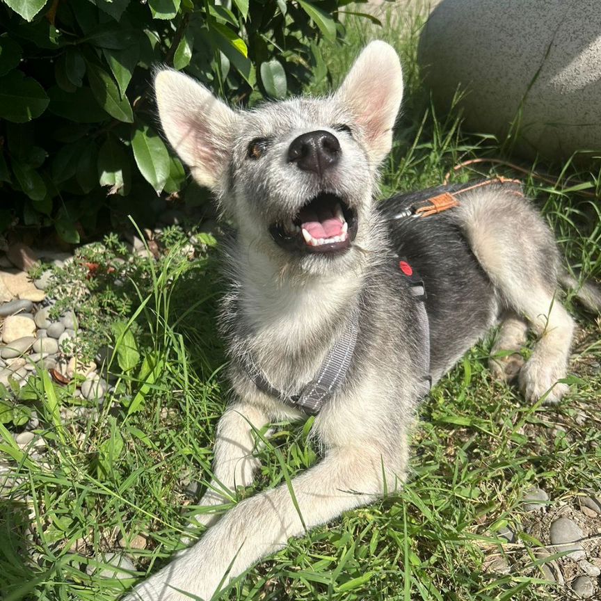 Собака в добрые руки щенок