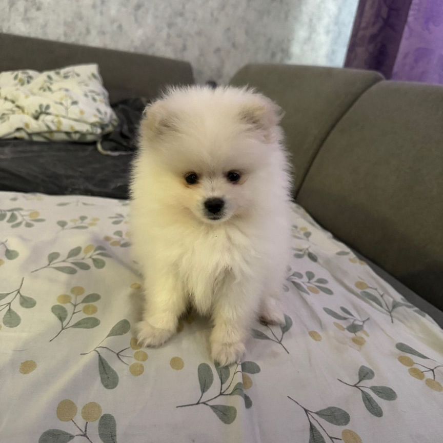 Померанский шпиц, щенок