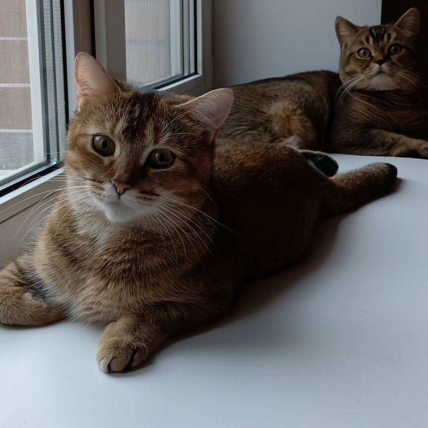 Шотландский прямоухий короткошёрстный котёнок