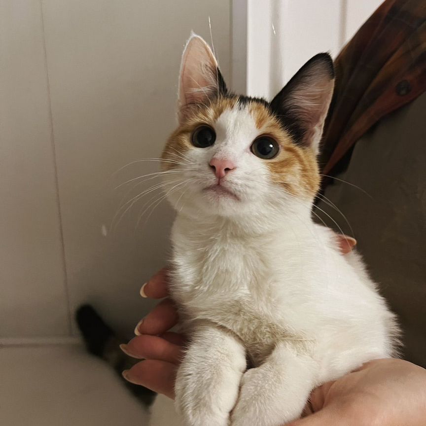 Котик в добрые руки