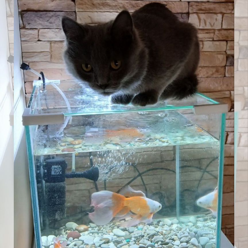 Аквариум 20 литров куб