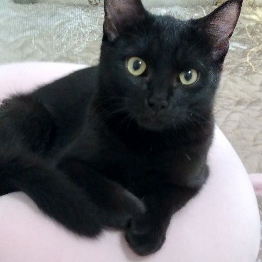 Кошечка подросток