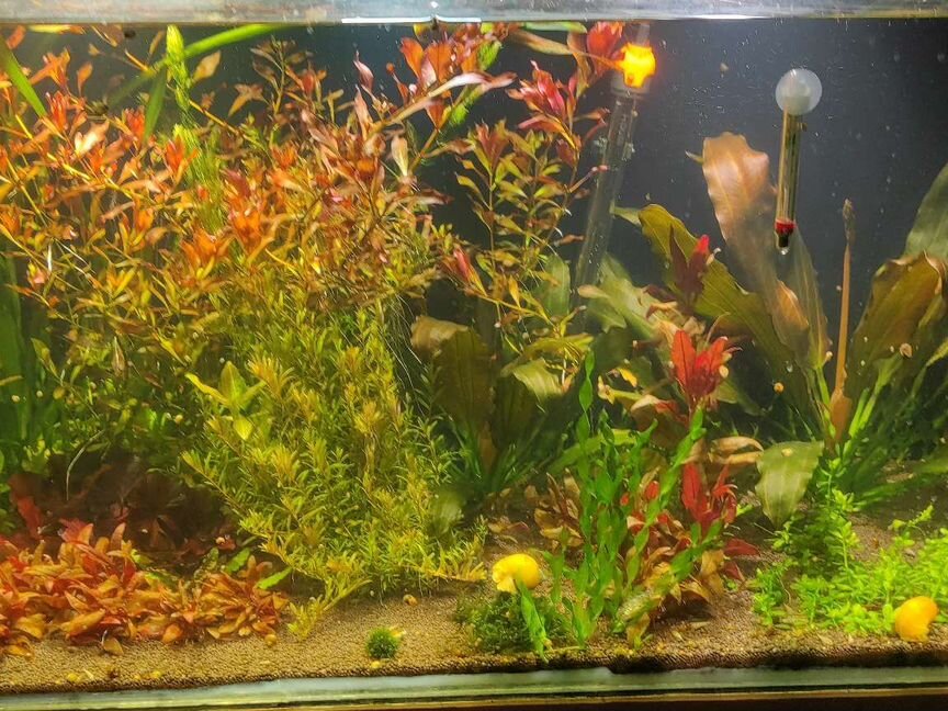 Рыбки, растения, корма
