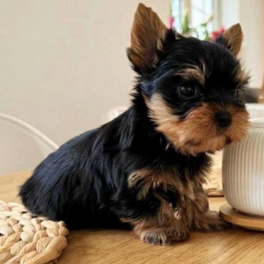 Йоркширский терьер, щенок