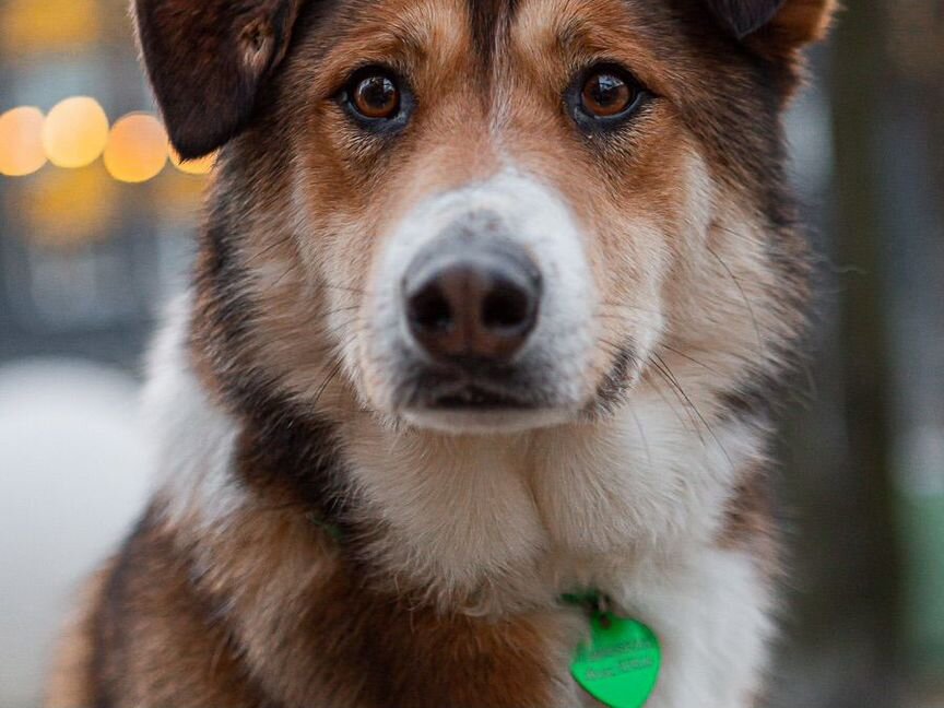 Собака в добрые руки бесплатно