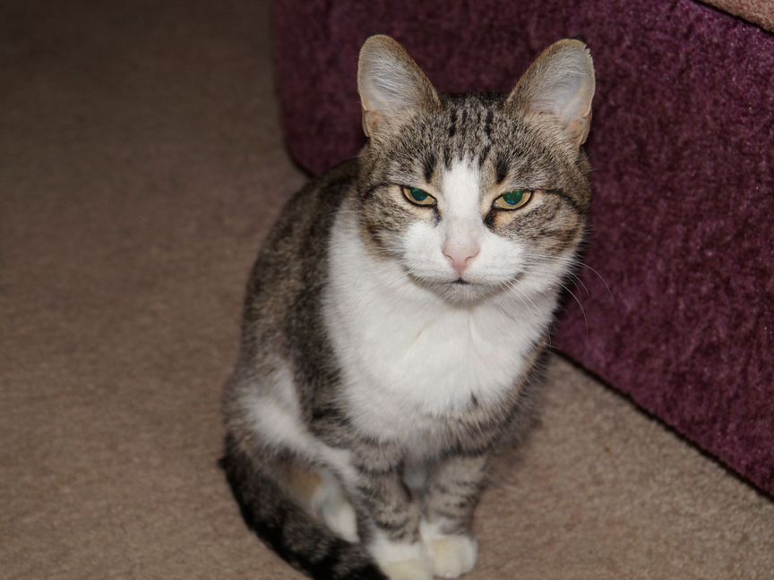 Уличная кошка Стеша мечтает о своём доме