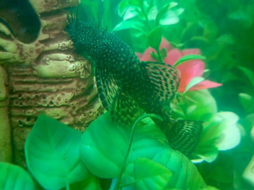 Анцитрус сомик