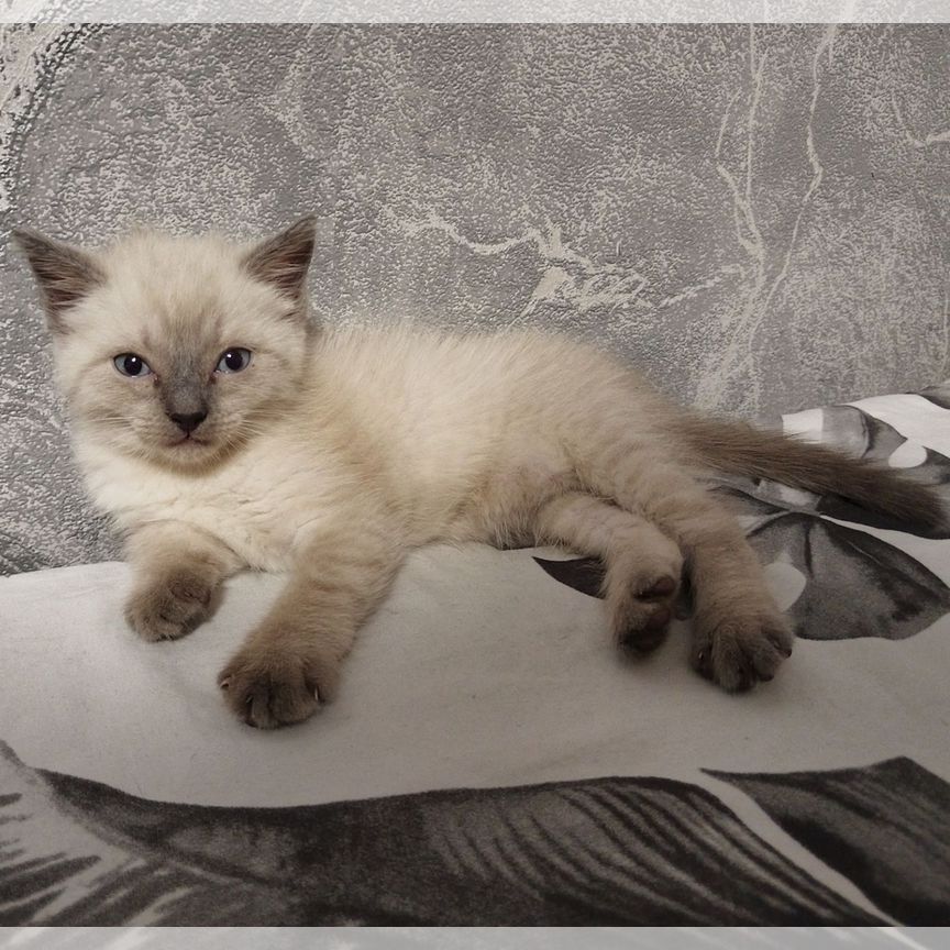 Сиамский котёнок