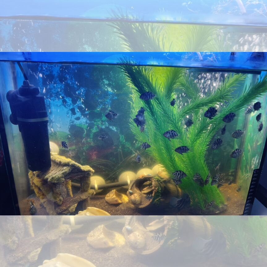 Аквариум с рыбками