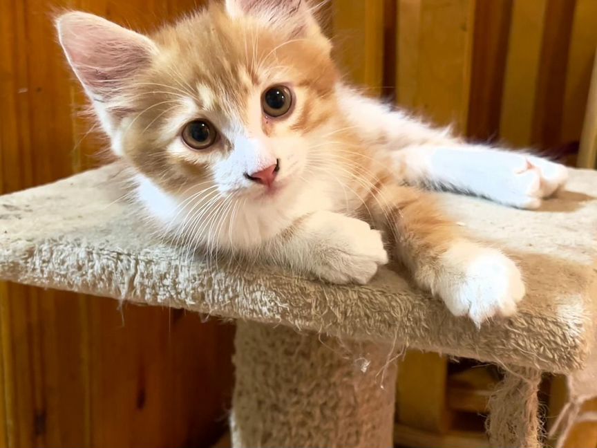 Рыжий котик