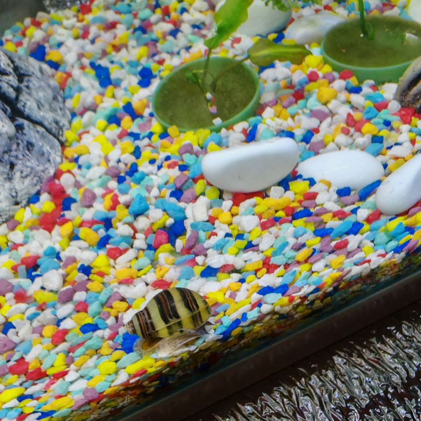 Продам улитку ампулярию