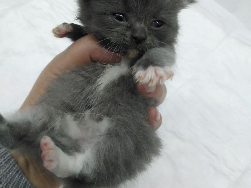 Котенок без мамы