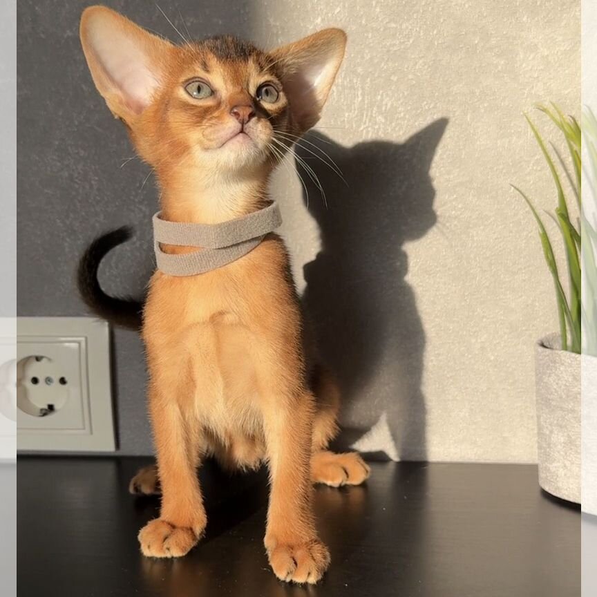 Абиссинский котёнок