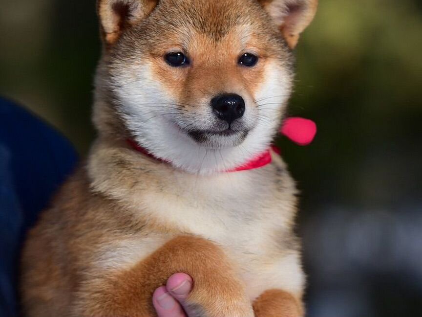 Щенки сиба ину