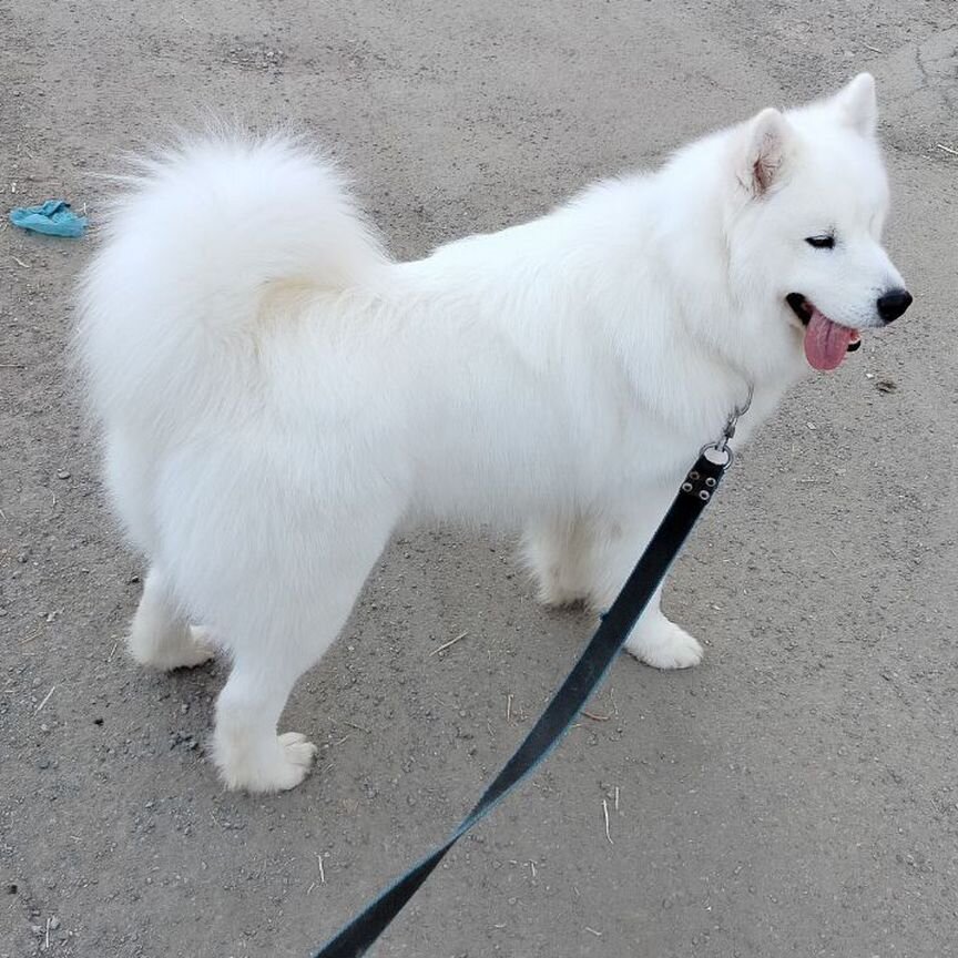 Самоед