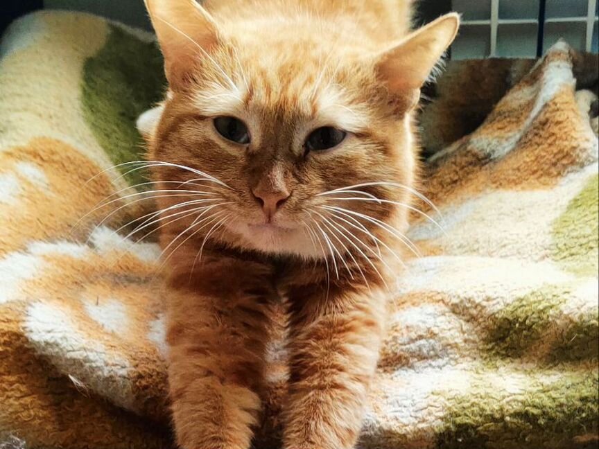 Кот рыжий, кошка черная в дар бесплатно