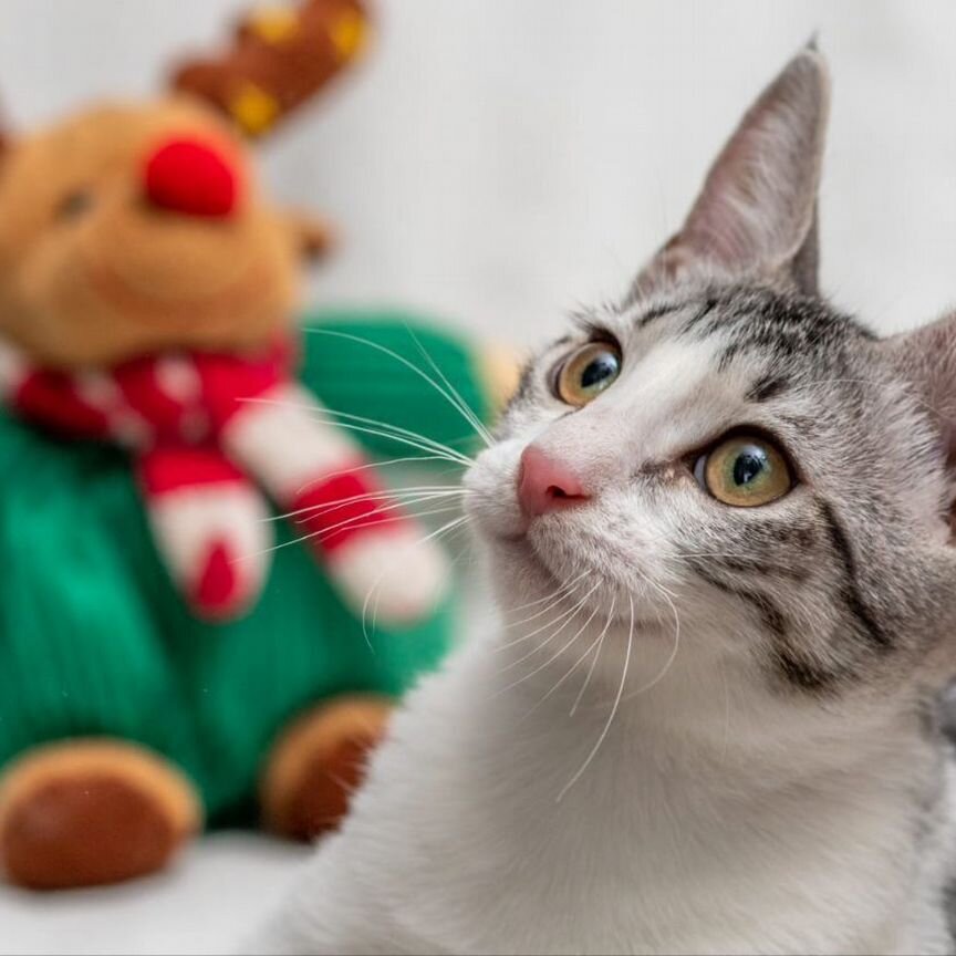 Очень игривая котенок-девочка в дар