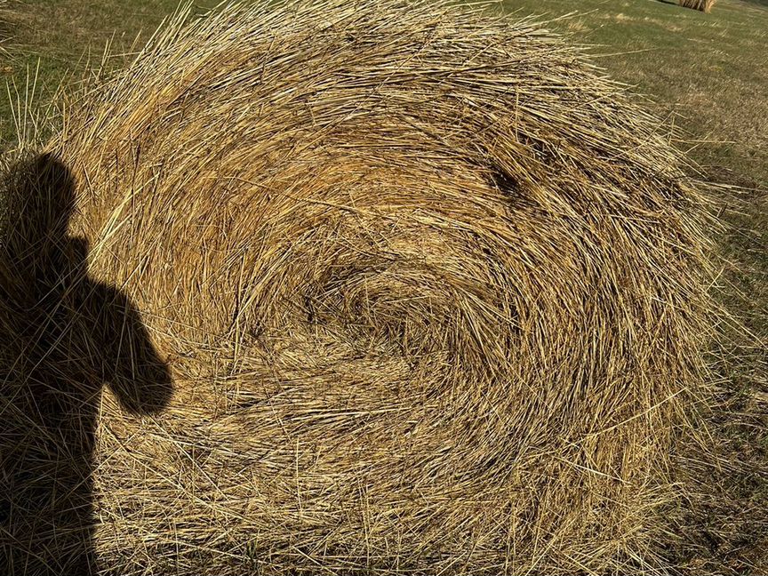 Сено луговое с доставкой