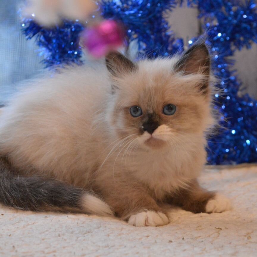 Невский котёнок-котик