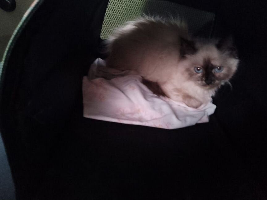 Кошка в добрые руки 3мес