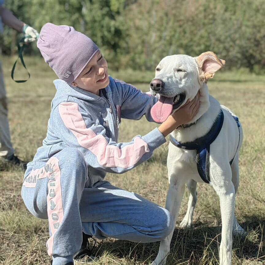 Собака в добрые руки