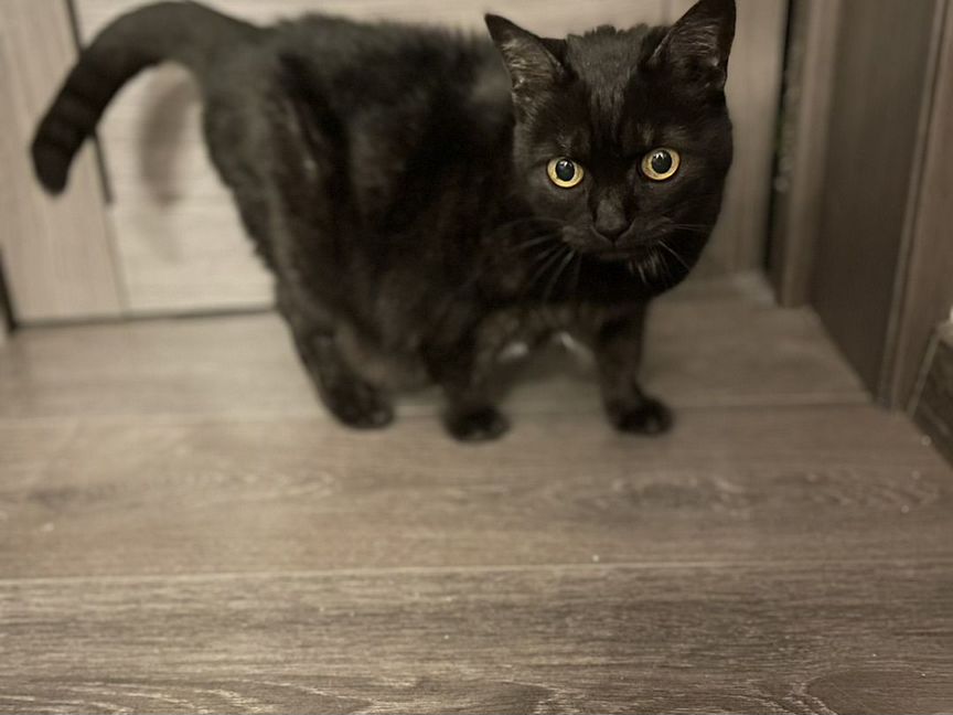 Кошки в добрые руки