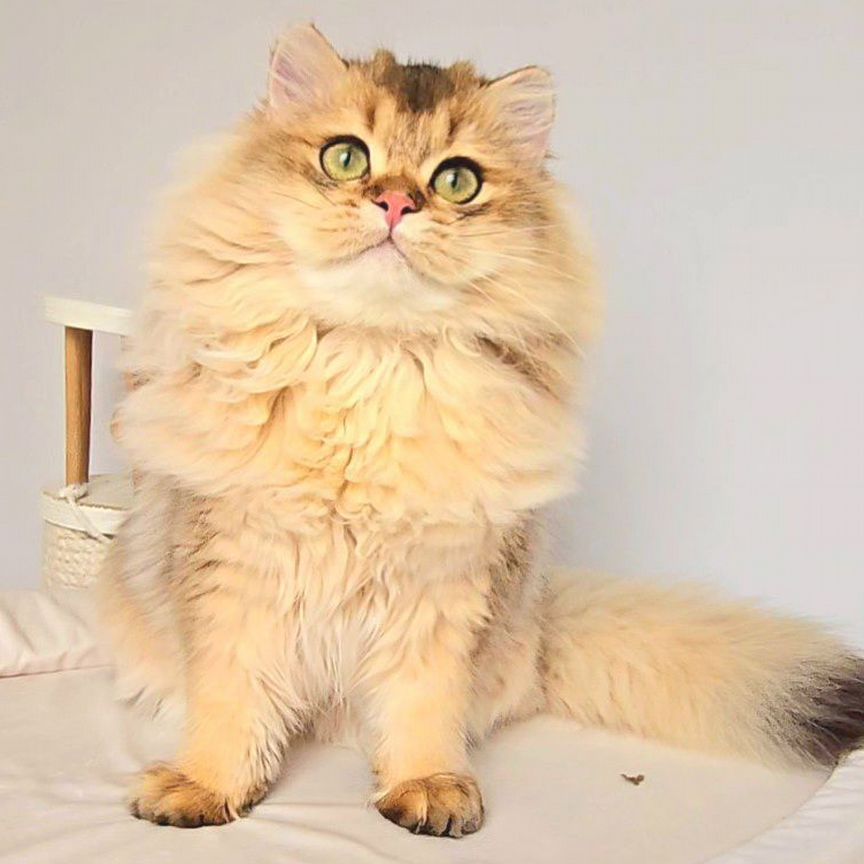 Британский золотой котик