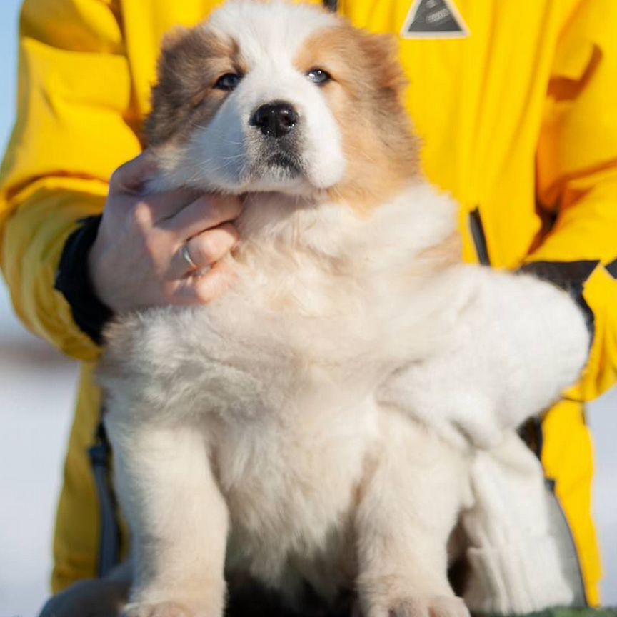 Среднеазиатская овчарка, щенок