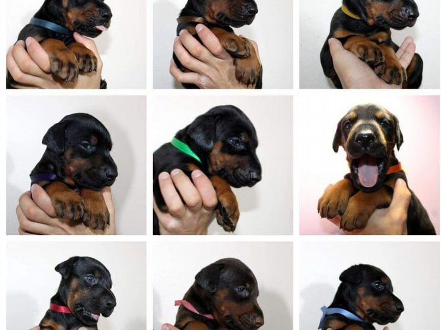 Чистокровные щенки Добермана