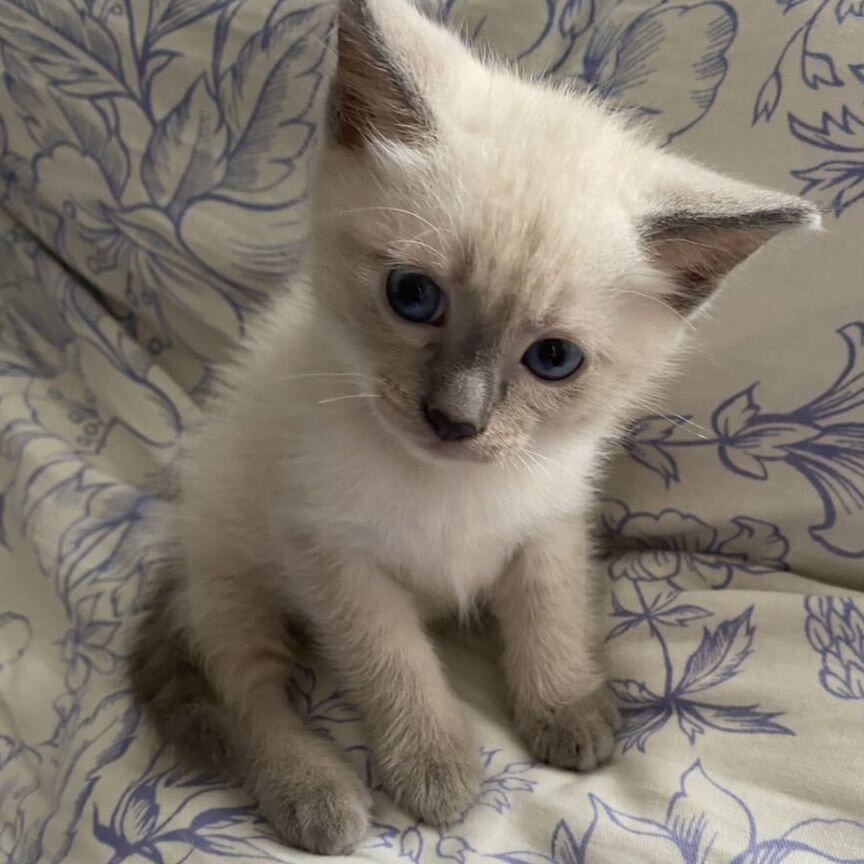 Продам котика невской маскарадной