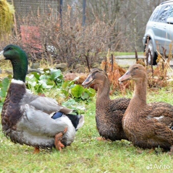 Руанская утка