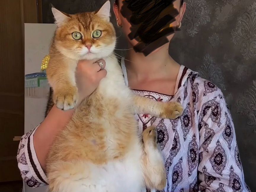 Золотая шиншилла бесплатно