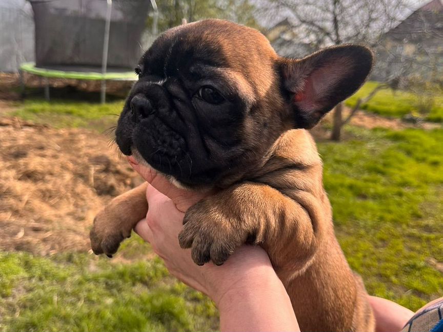 Жгучий перчик