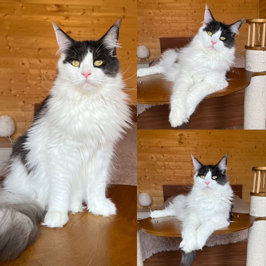 Котята мейн-кун