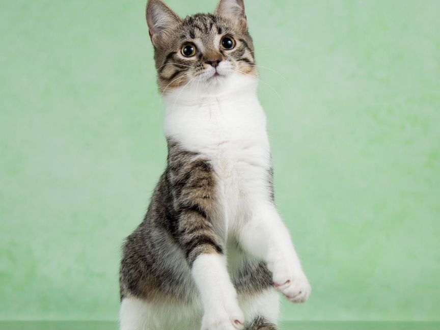 Котик 4 мес - умнейший суперласковый в дар