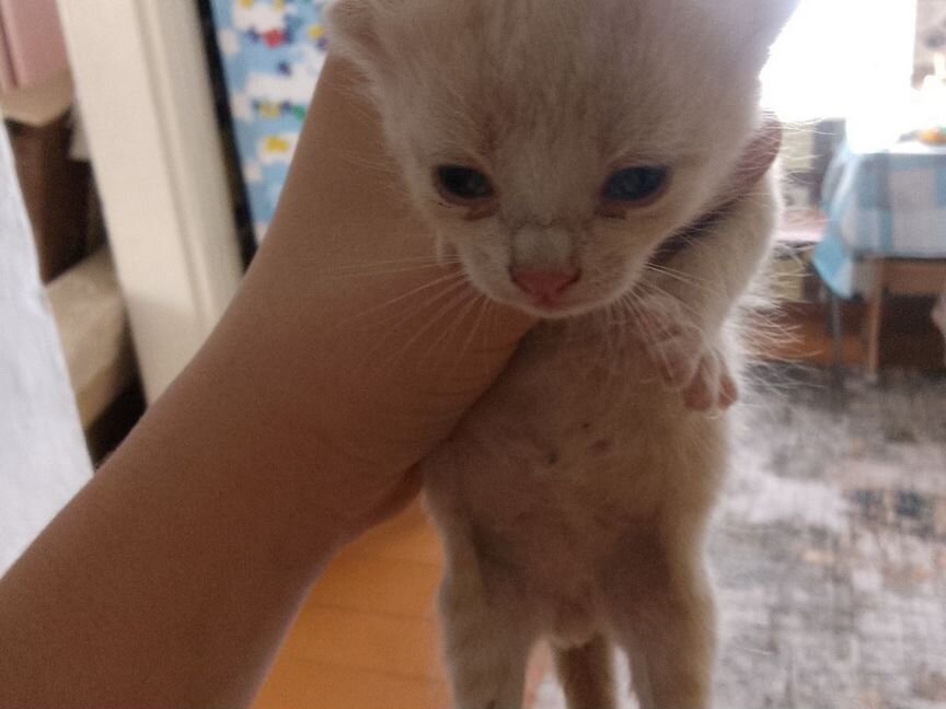 Котята породы сиамской отдам в добрые руки