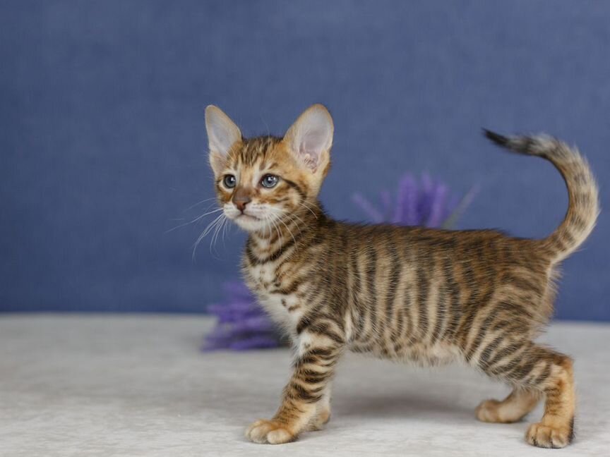 Кошечка породы тойгер