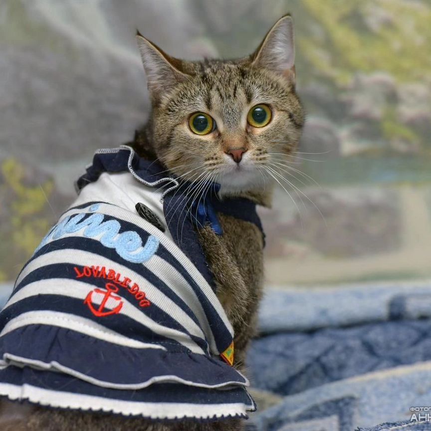 Котенок девочка 8 месяцев