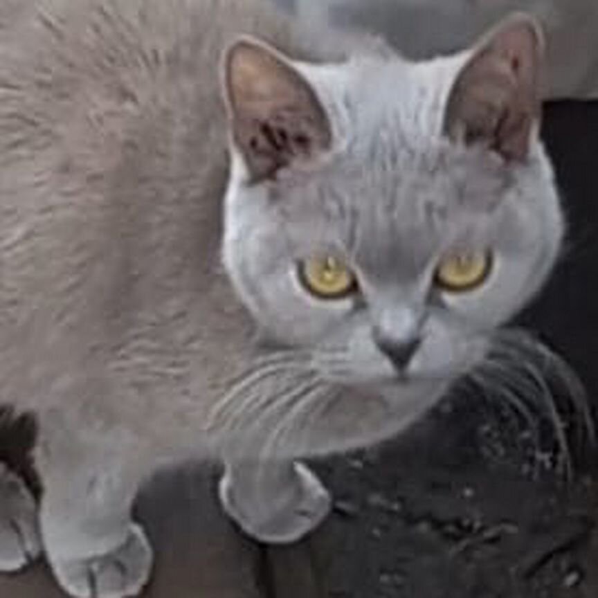 Отдам бесплатно маму кошку