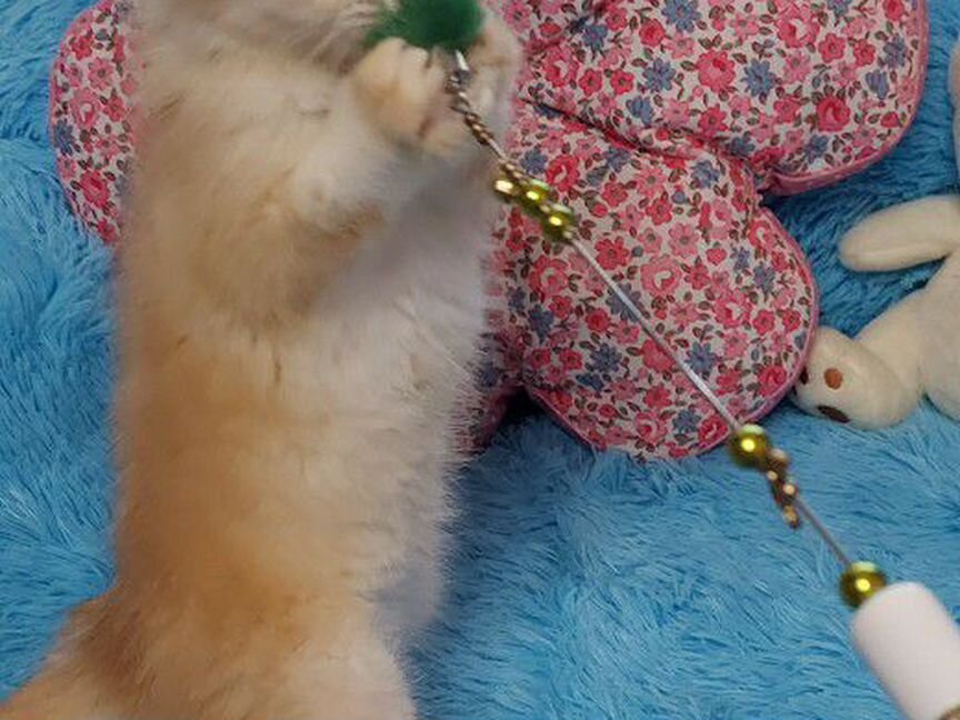 Золотая шиншилла ny 12