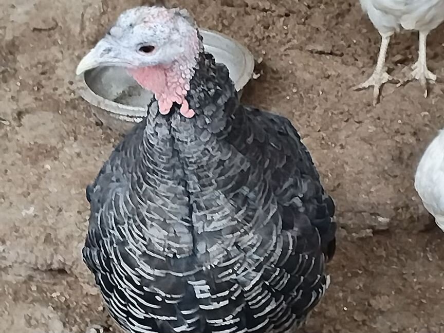 Индюшки
