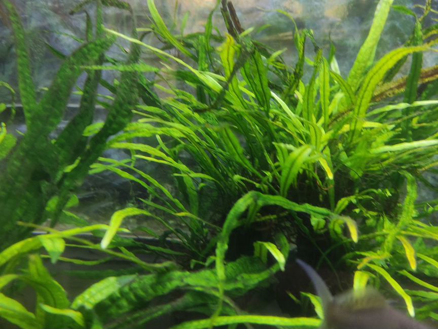 Гурами жемчужный, велифера