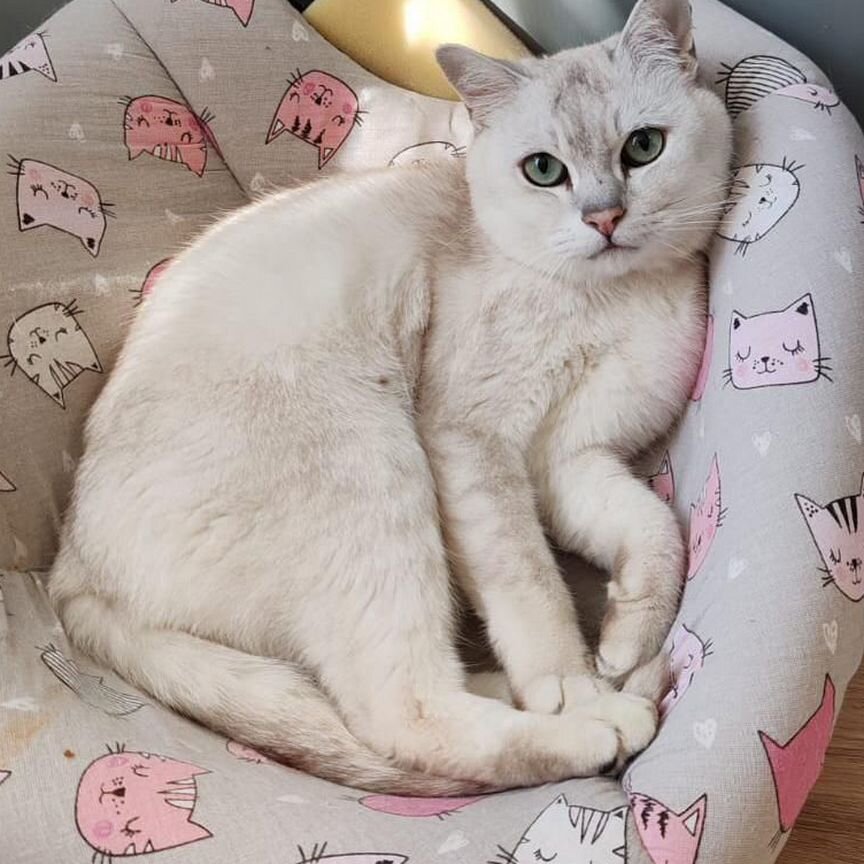 Котик породы Бурмилла