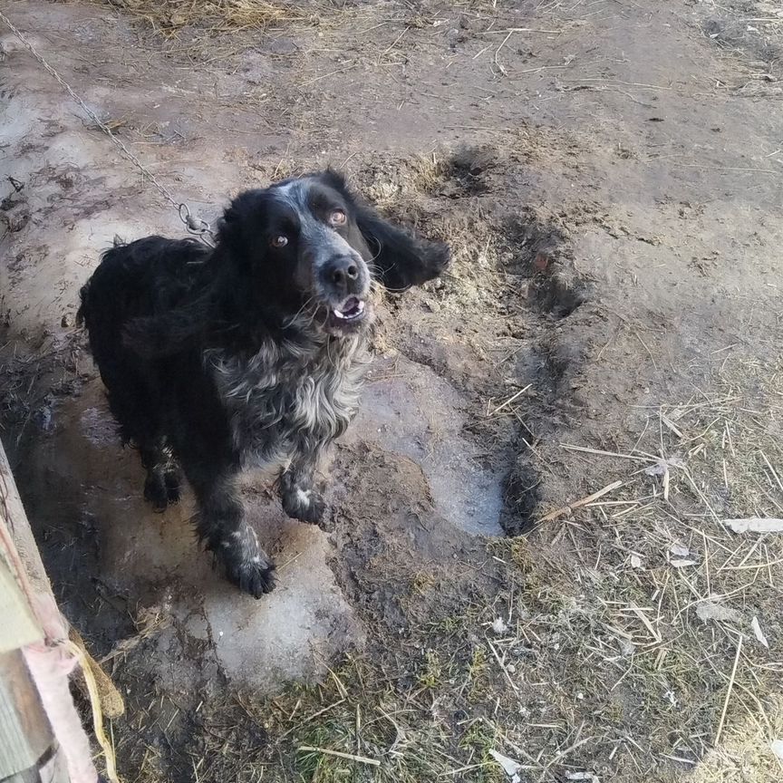 Отдам бесплатно животные