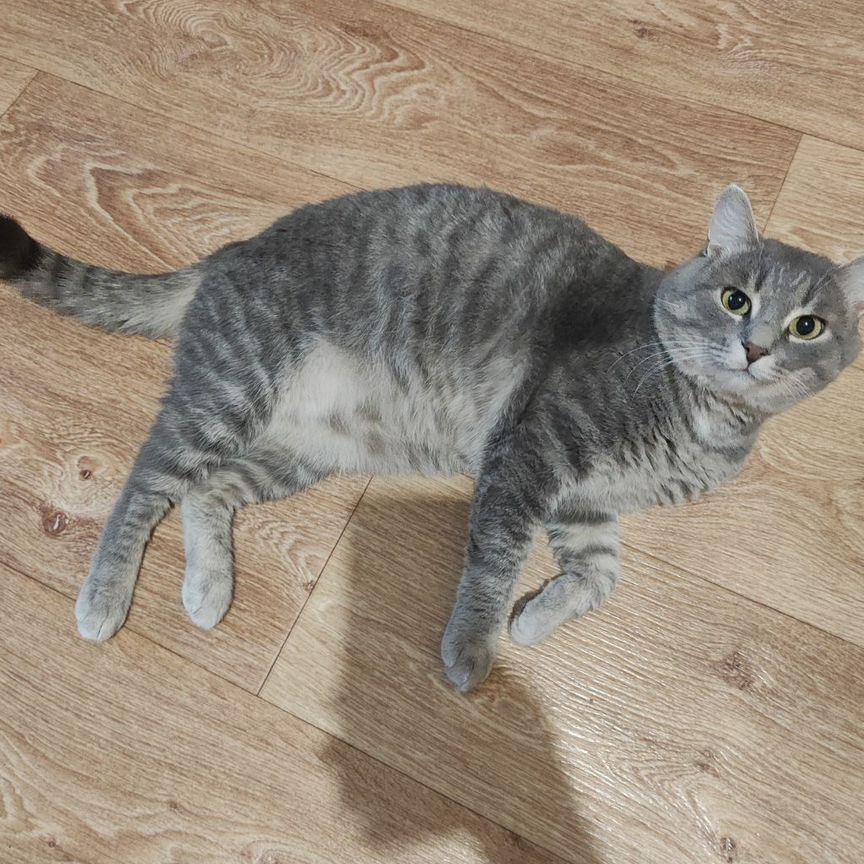 Котик в добрые руки бесплатно