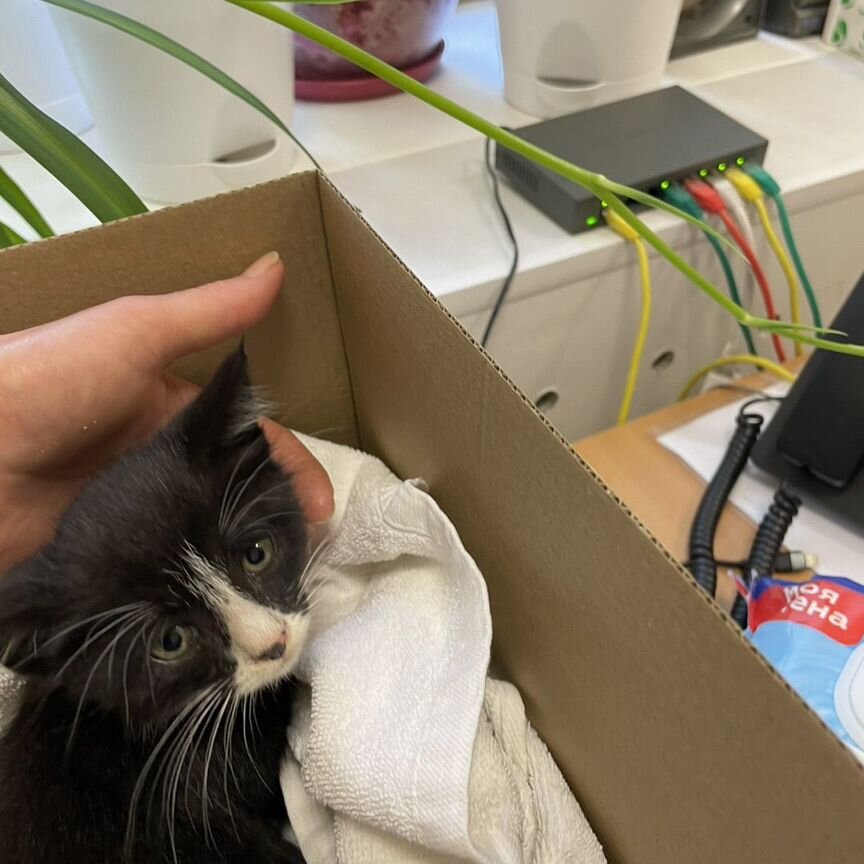 Котята в добрые руки 1 месяц