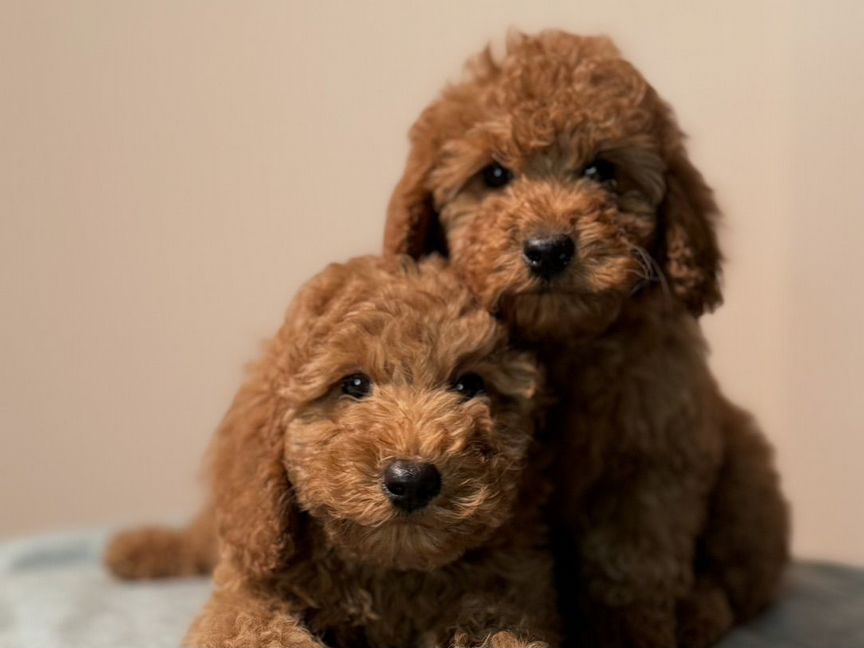 Карликовый пудель