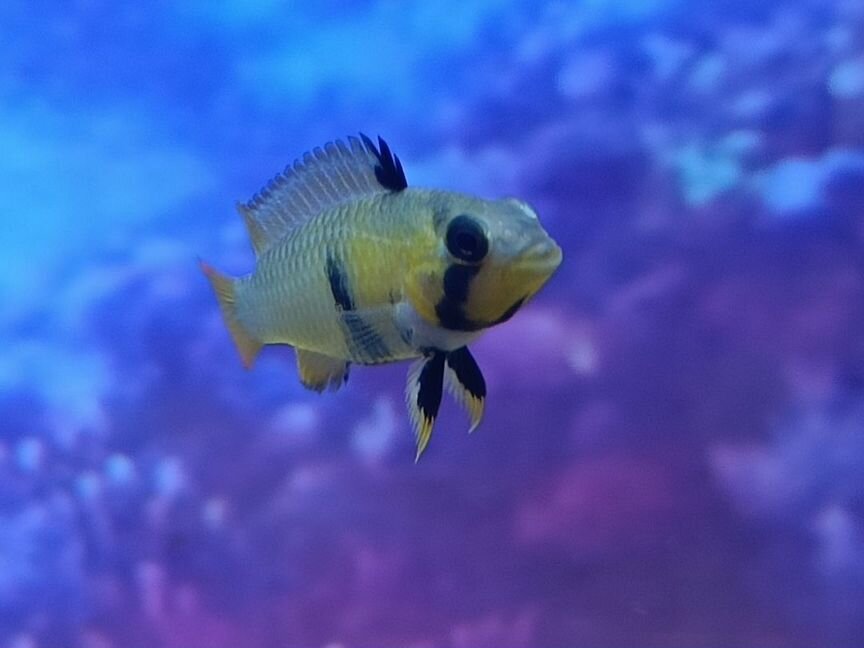 Апистограмма пандуро пара