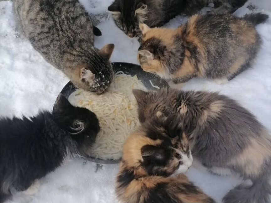 Котятки и котики в добрые руки