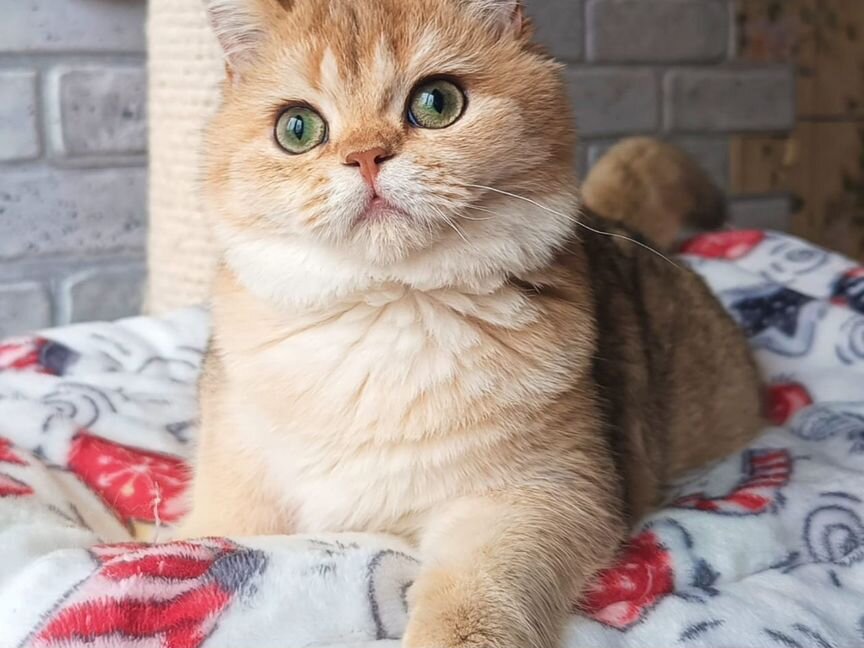 Упитанный и воспитанный британский котик